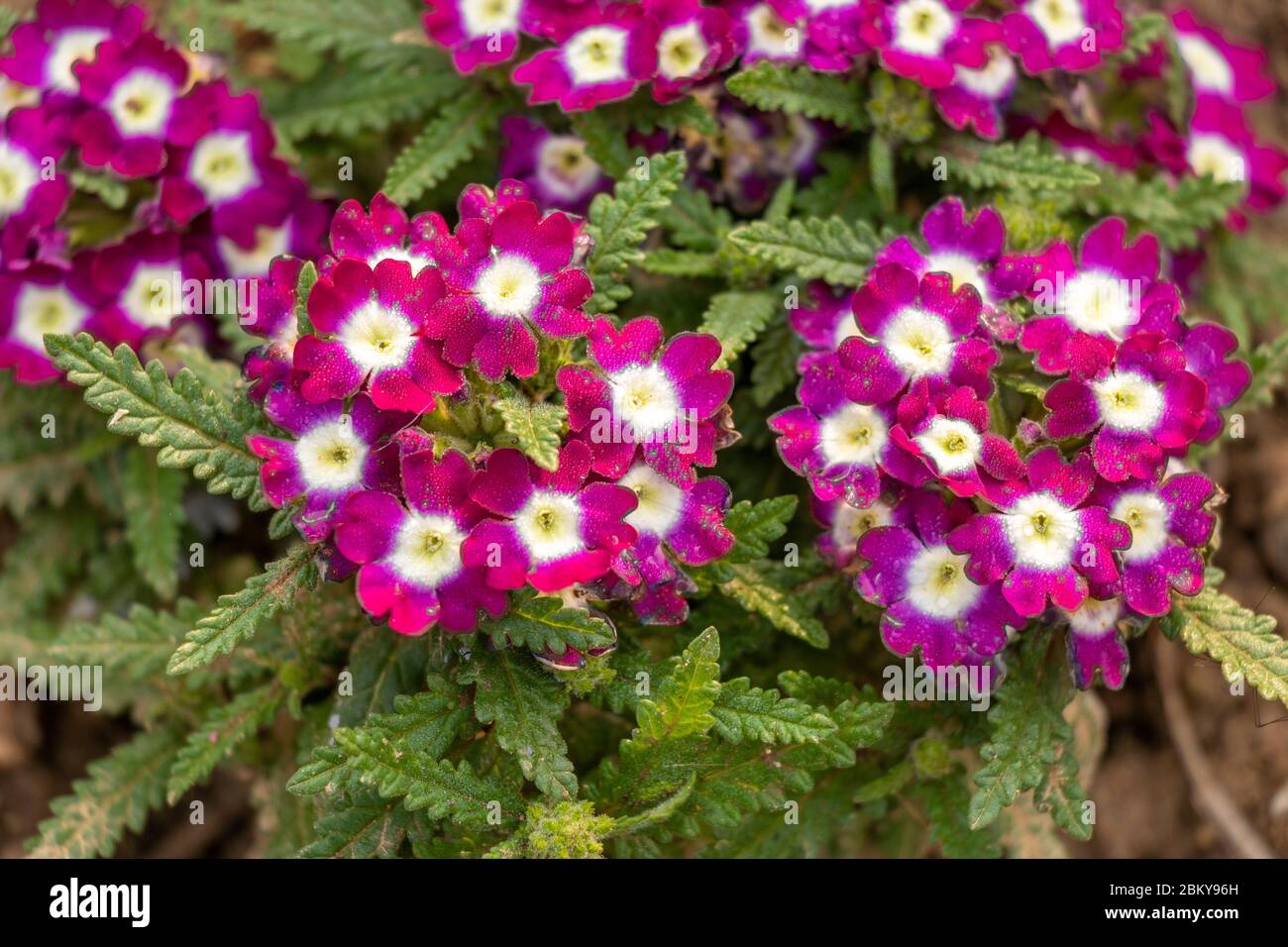 Purple flower of verbena plant, Beautiful verbena flower on the verbena ...