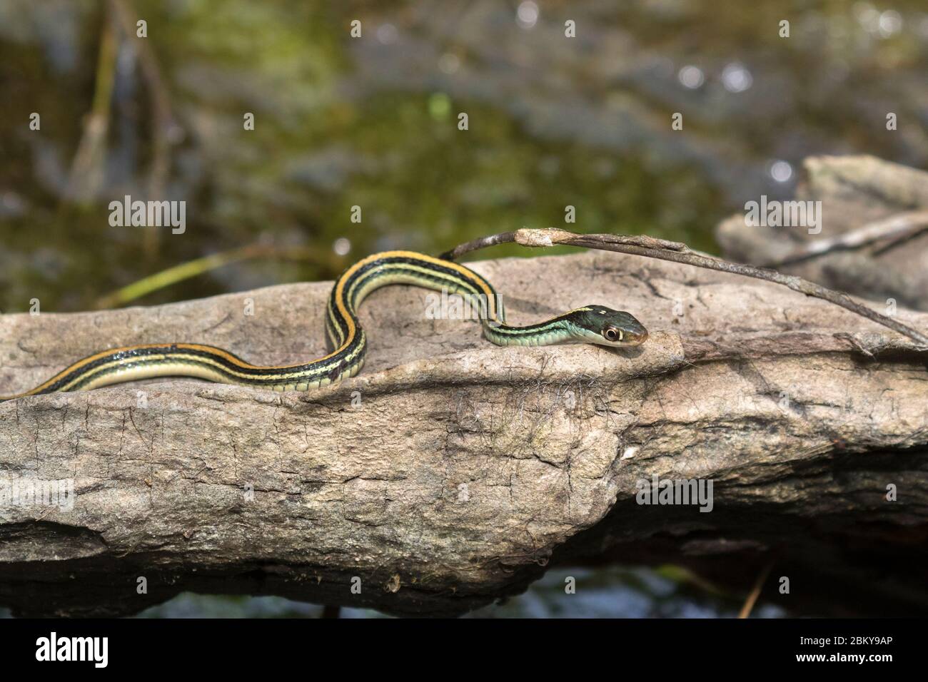 Thamnophis sauritus sauritus, the eastern ribbon snake or common ribbon ...