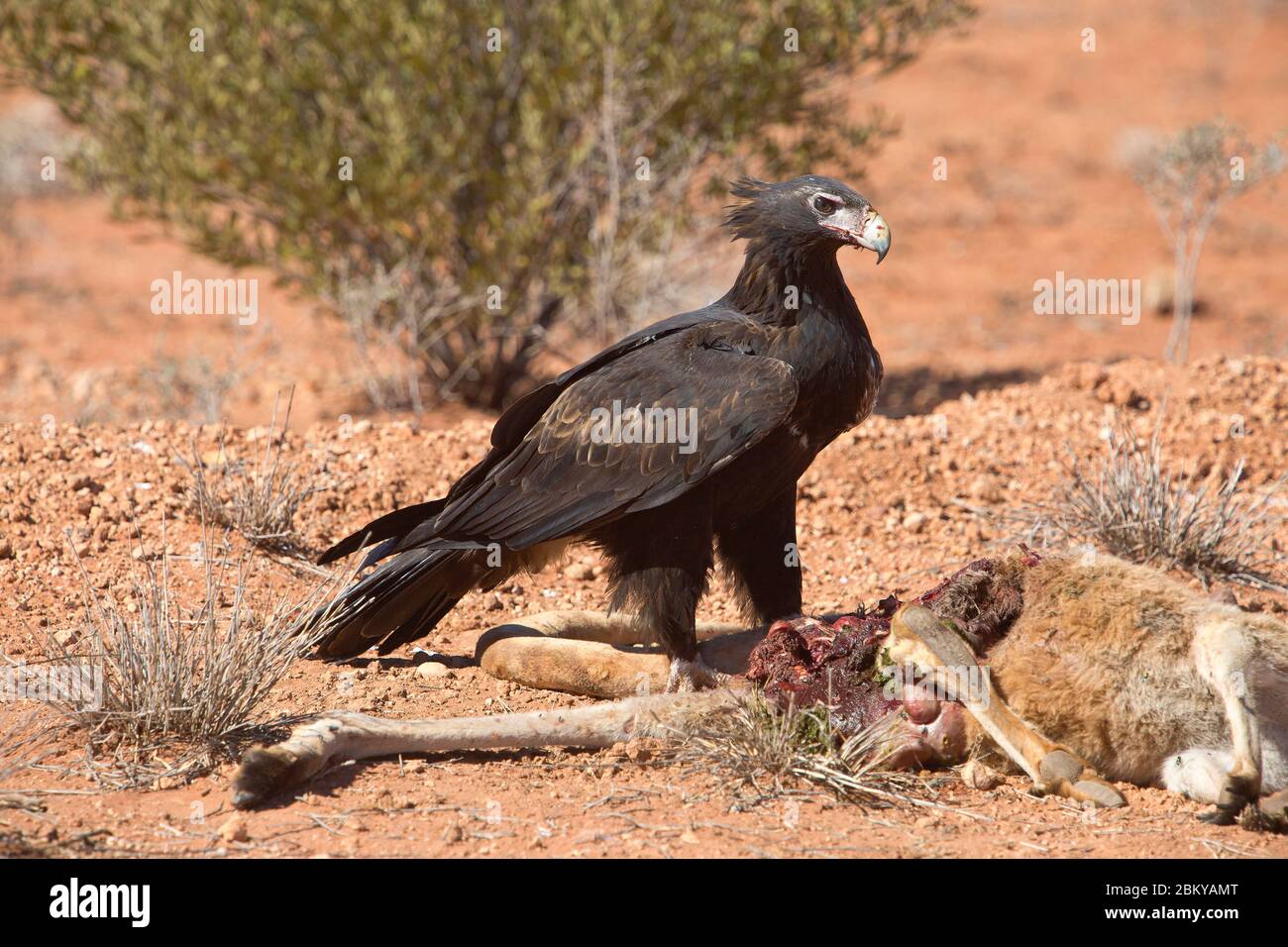 Kangaroo hunt hi-res stock photography and images - Alamy