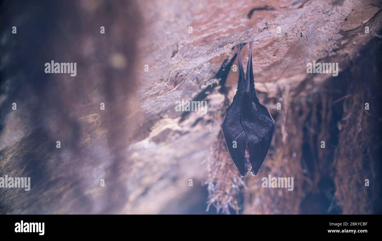 Close up small lesser horseshoe bat covered by wings, hanging upside ...