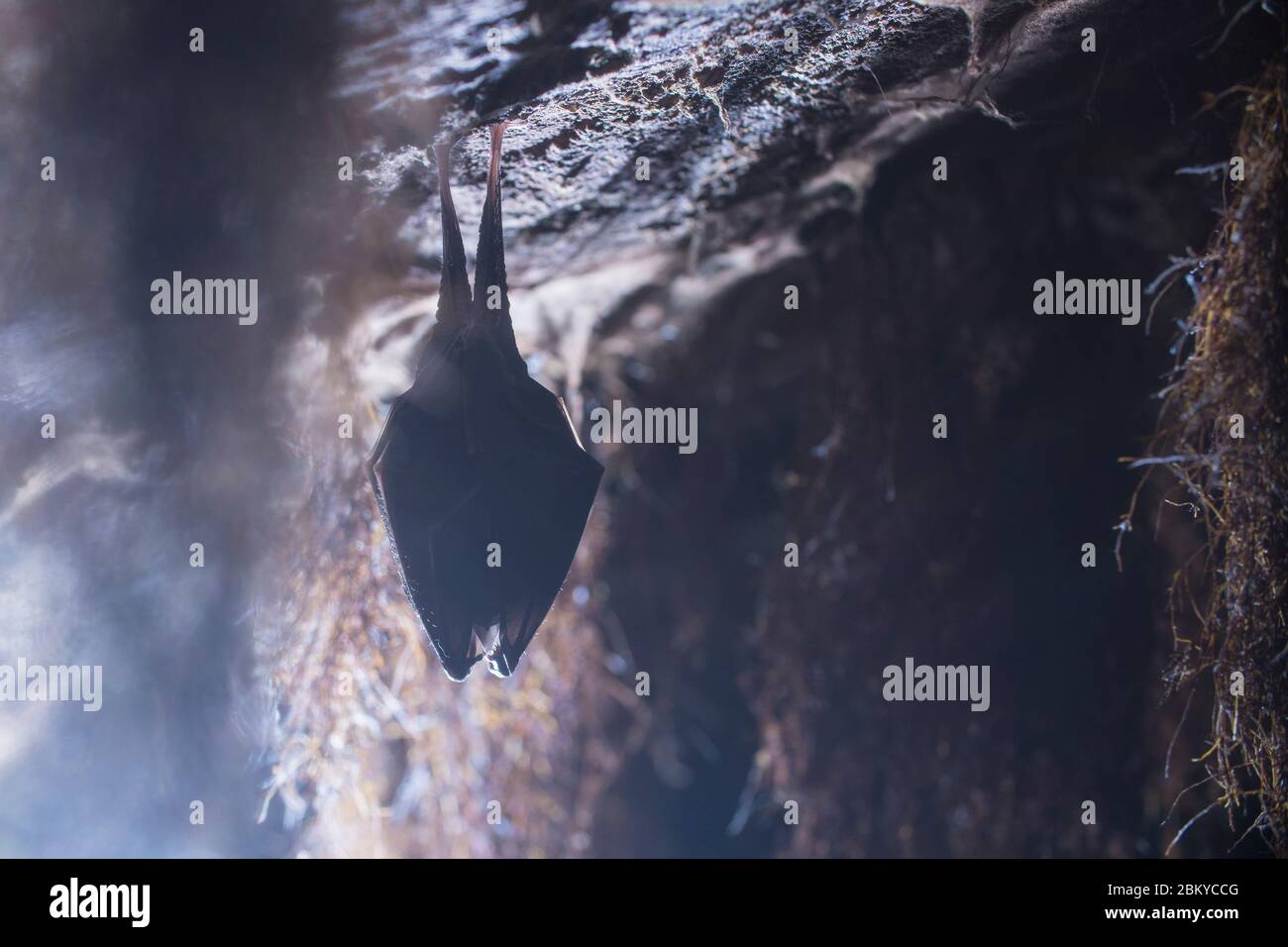 Close up small lesser horseshoe bat covered by wings, hanging upside ...