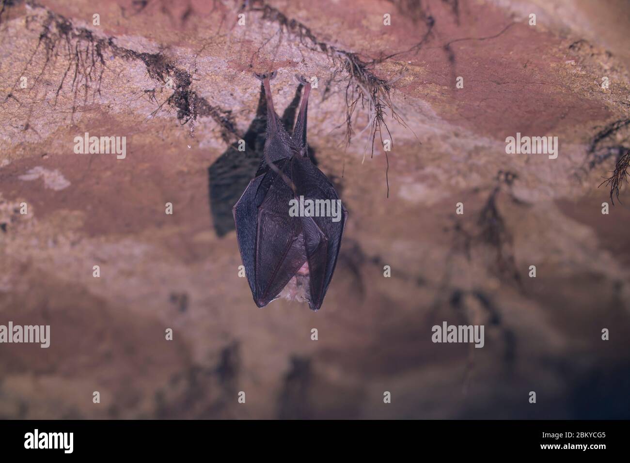 Close up small lesser horseshoe bat covered by wings, hanging upside ...