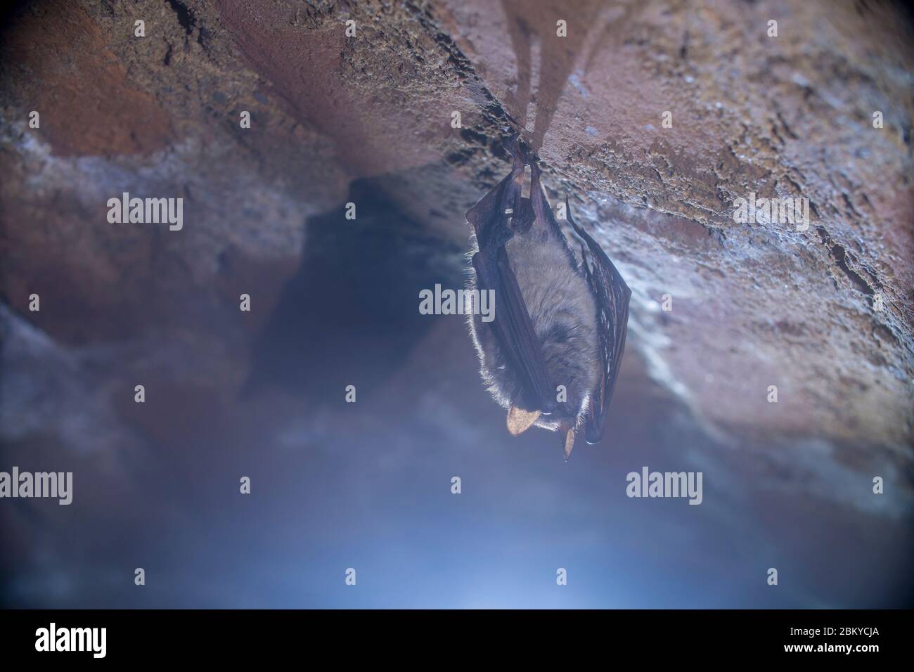 Close up strange animal Natterer's bat Myotis nattereri hanging upside ...