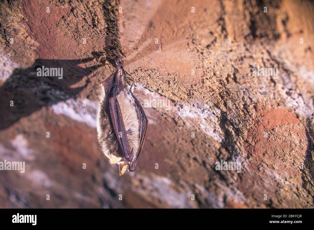 Close up strange animal Natterer's bat Myotis nattereri hanging upside ...