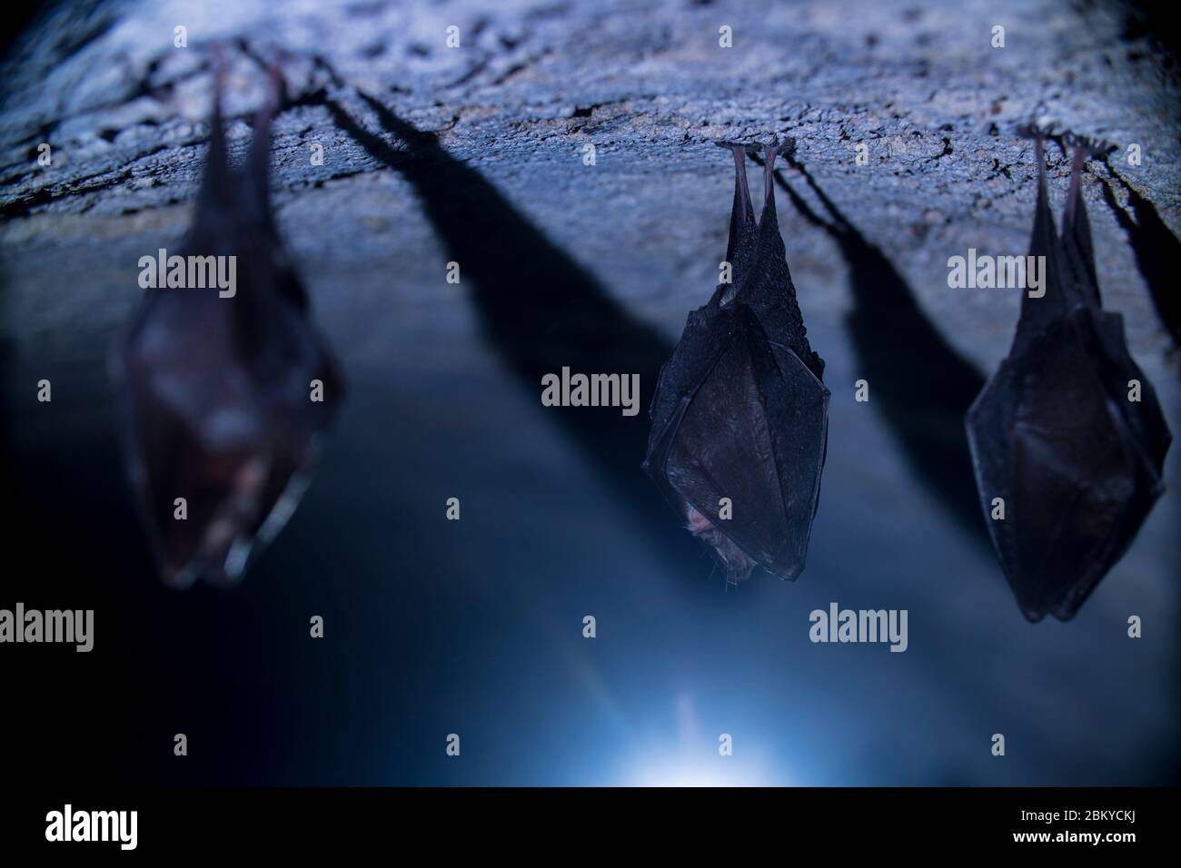 Close up group of small sleeping horseshoe bat covered by wings ...