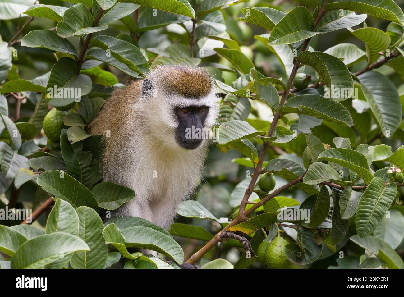 Guava tree hi-res stock photography and images - Alamy