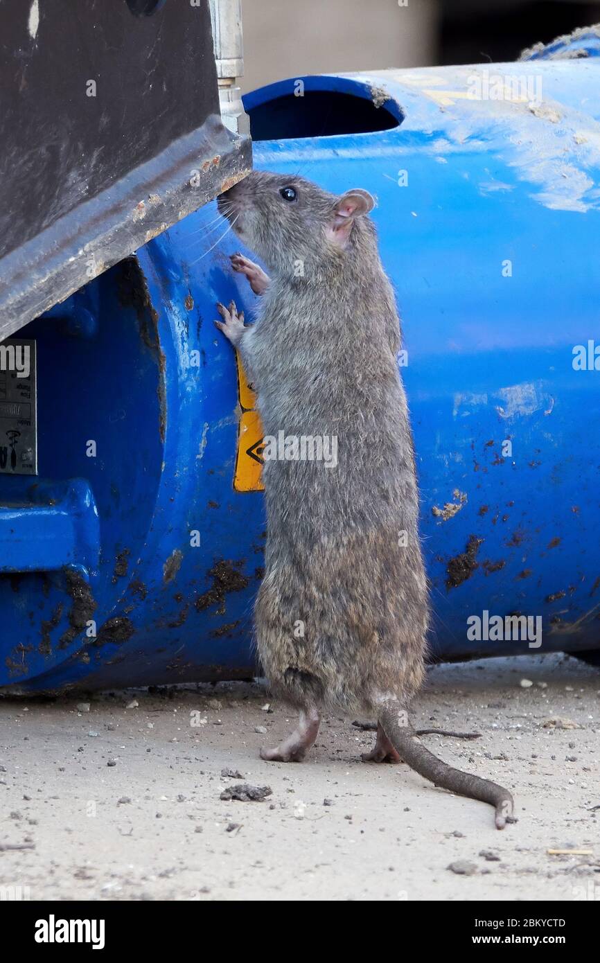 Brown rat in the capital of Denmark, Copenhagen Stock Photo - Alamy