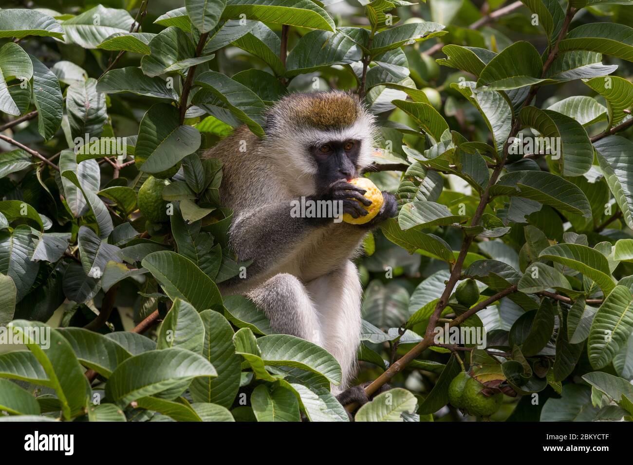 A male vervet monkey, in a guava tree eating a guava, Karen, Nairobi ...