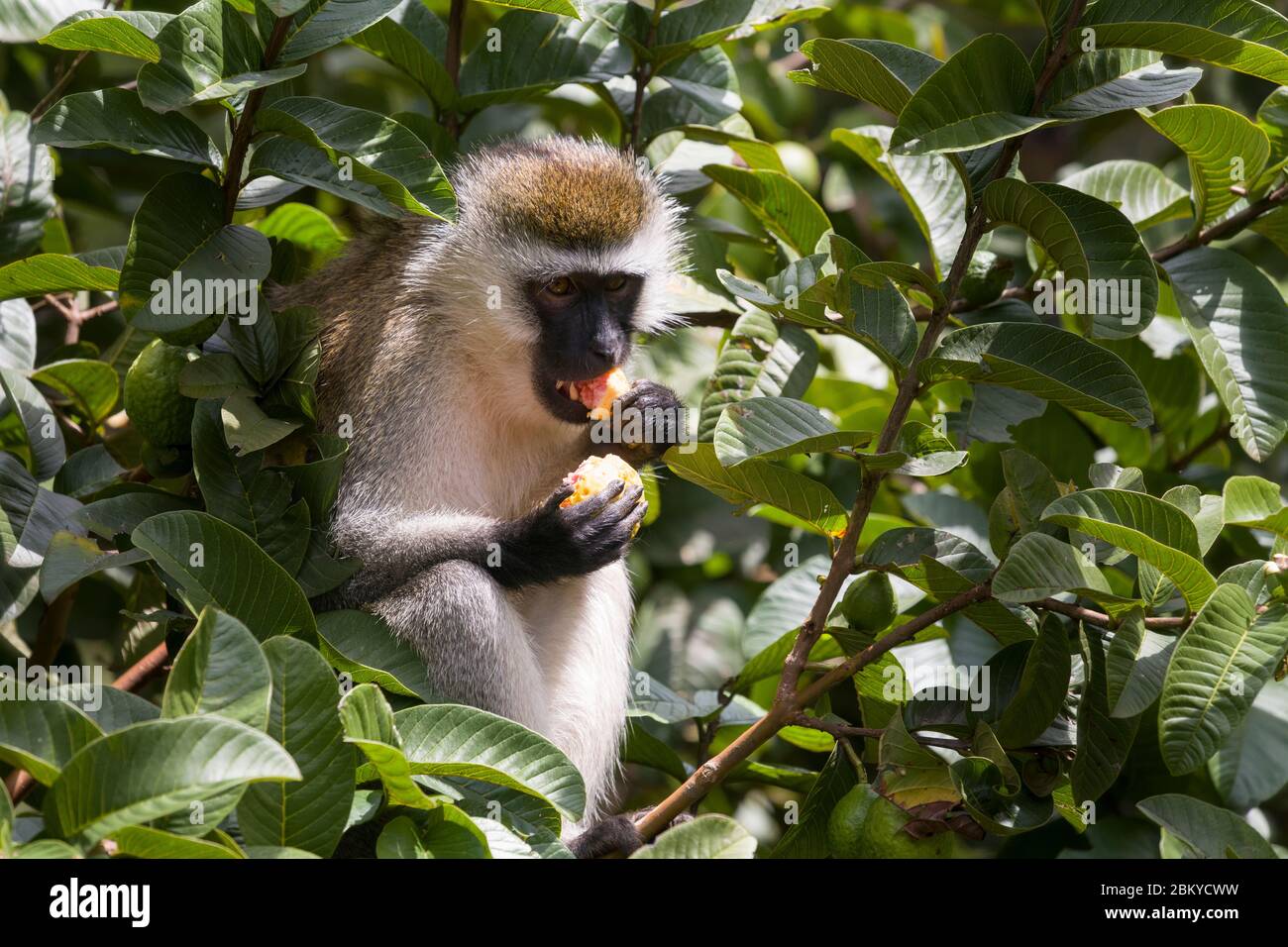 A male vervet monkey, in a guava tree eating a guava, Karen, Nairobi ...