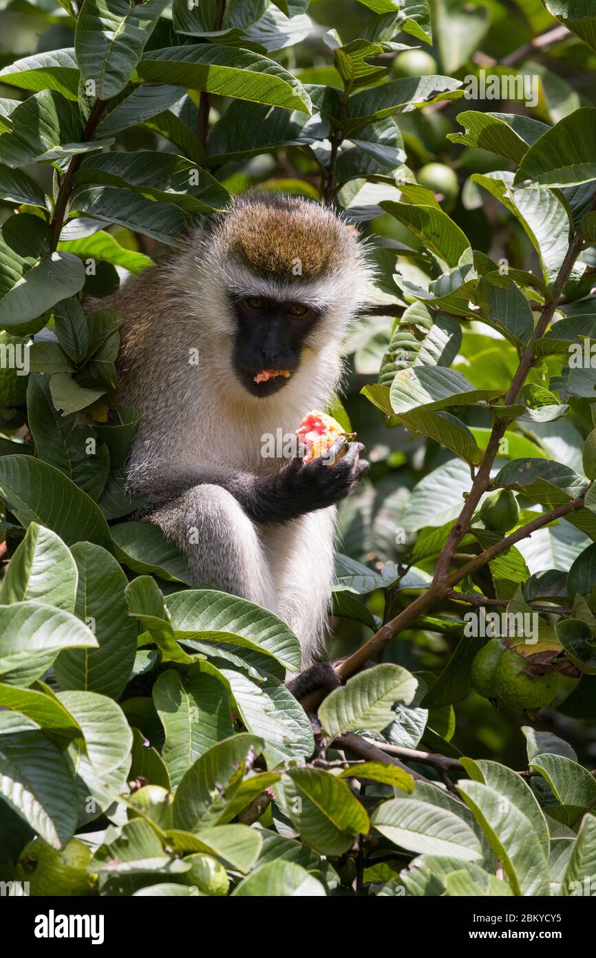 A male vervet monkey, in a guava tree eating a guava, Karen, Nairobi ...