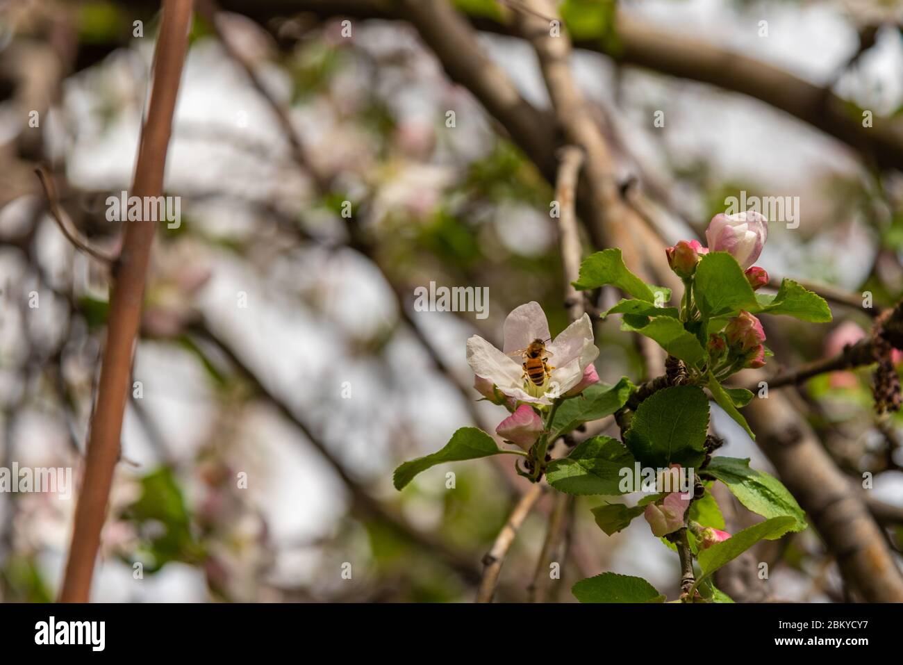 Honeybee digging for pollen apple blossom Stock Photo - Alamy
