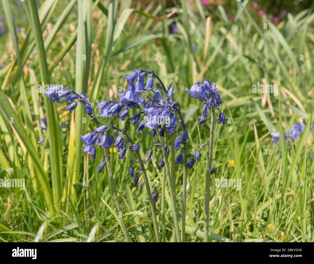 Nodding flower head hi-res stock photography and images - Alamy