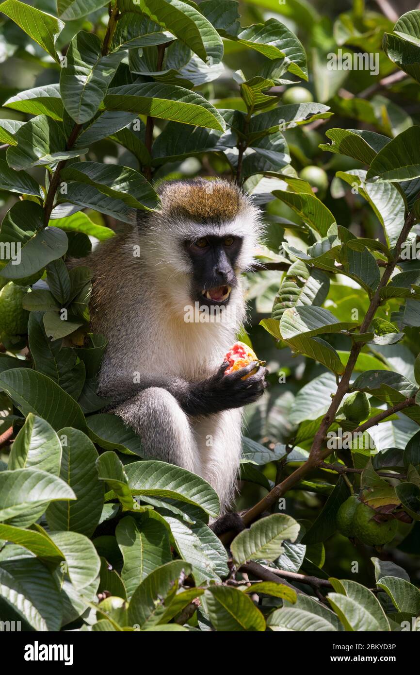 A male vervet monkey, in a guava tree eating a guava, Karen, Nairobi ...