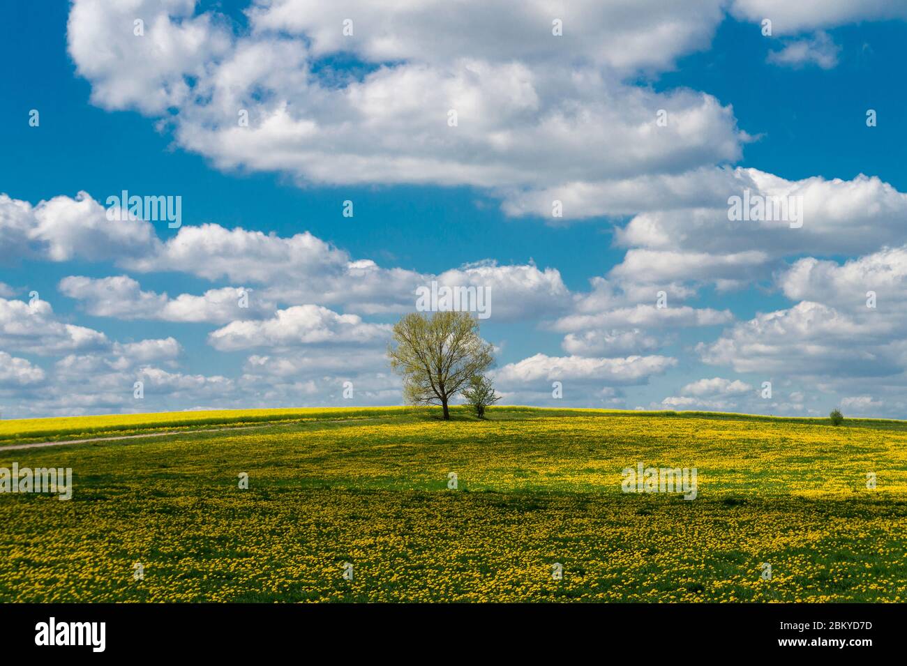 Lonely spring trees in a yellow dandelion meadow against a of blue sky ...