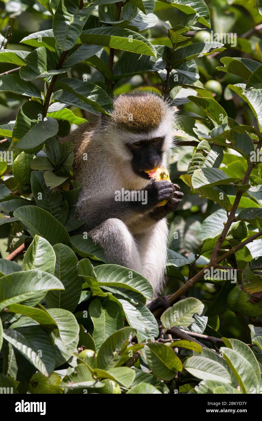 A male vervet monkey, in a guava tree eating a guava, Karen, Nairobi ...