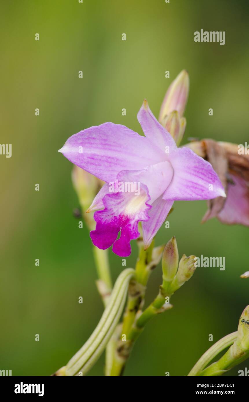 Tropical orchid arundina graminifolia hi-res stock photography and ...