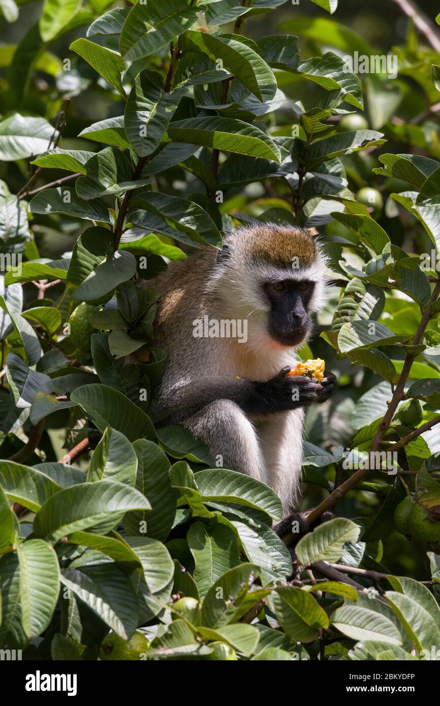 A male vervet monkey, in a guava tree eating a guava, Karen, Nairobi ...