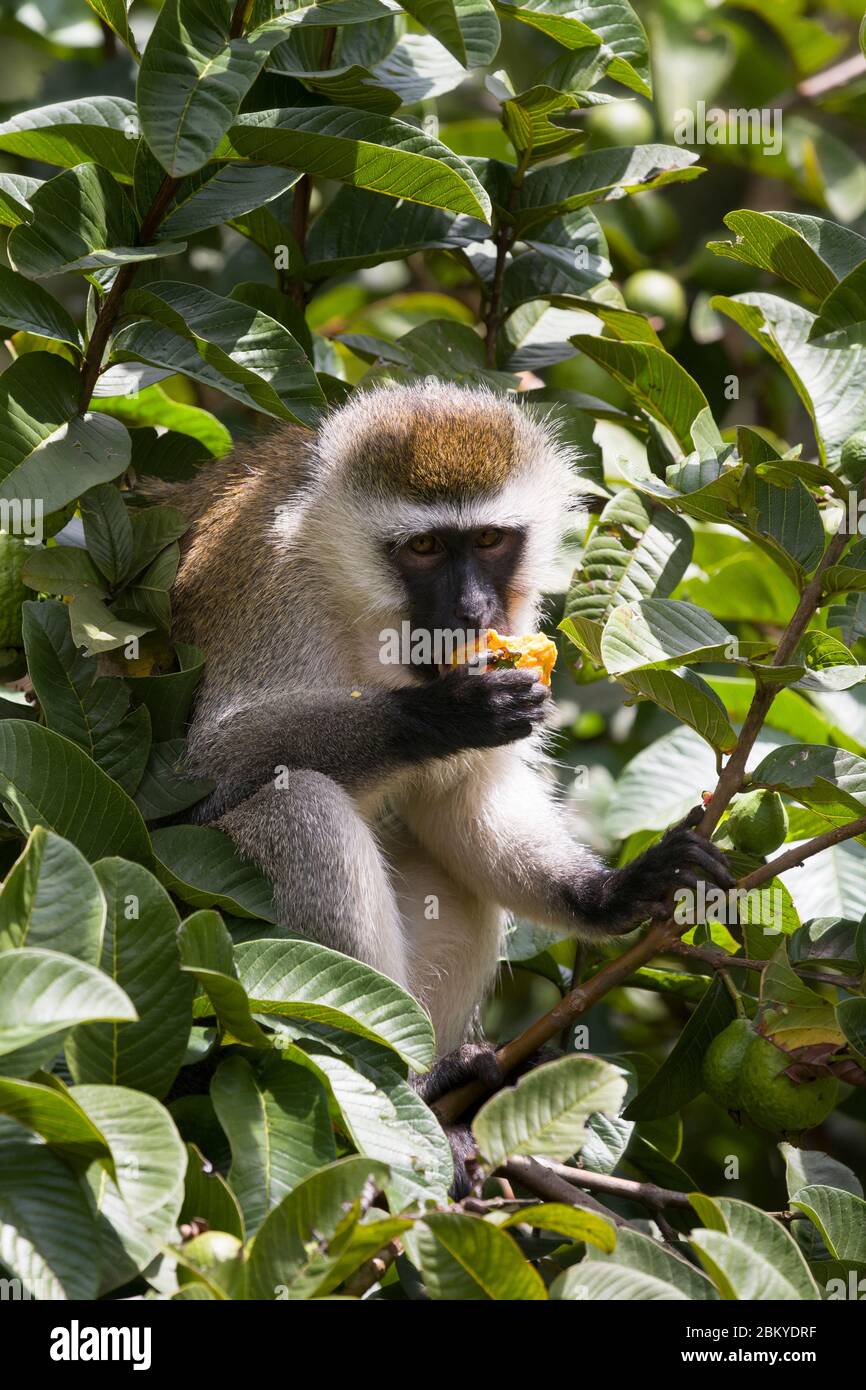 A male vervet monkey, in a guava tree eating a guava, Karen, Nairobi ...