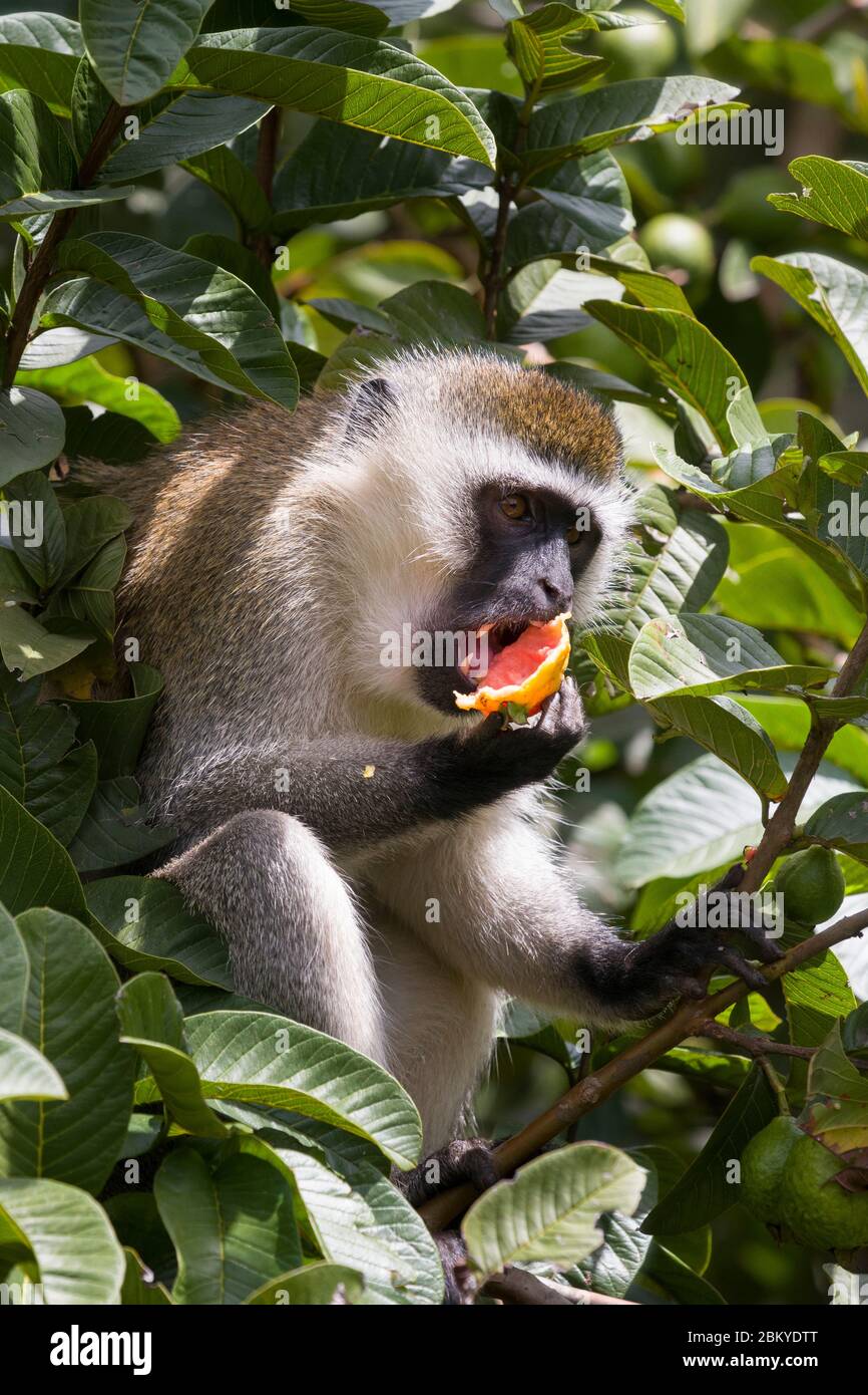 Guava tree hi-res stock photography and images - Alamy