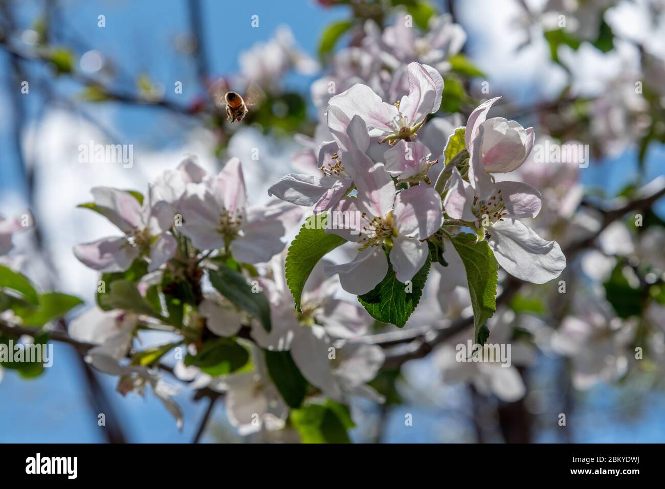 Apple blossoms with honey bee flying Stock Photo - Alamy