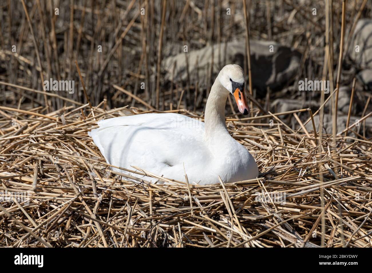 Hatching mute swan (Cygnus olor) on nest made of reeds and sticks Stock ...