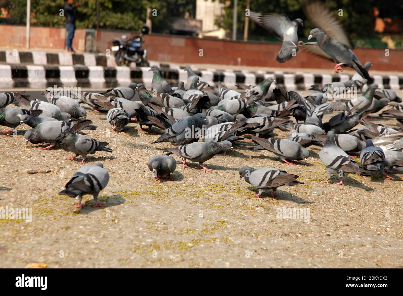 Pegions in the city street, pegions or doves inhabited the city street ...