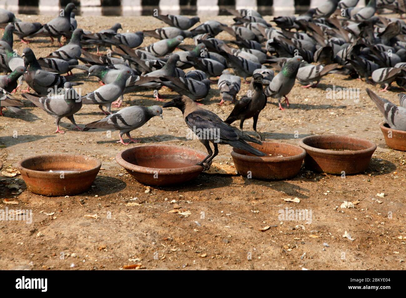 Pegions in the city street, pegions or doves inhabited the city street ...