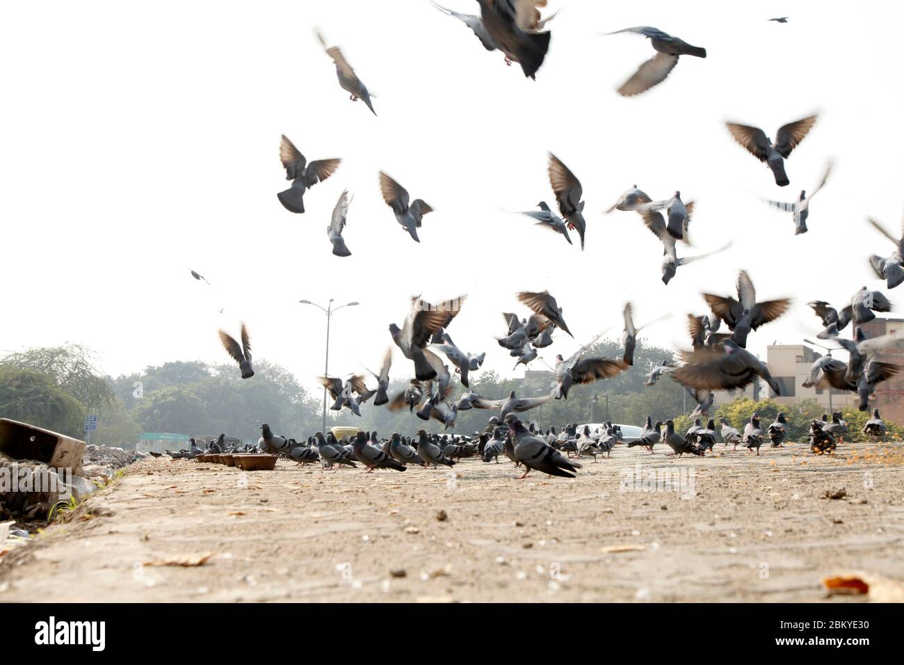 Pegions in the city street, pegions or doves inhabited the city street ...