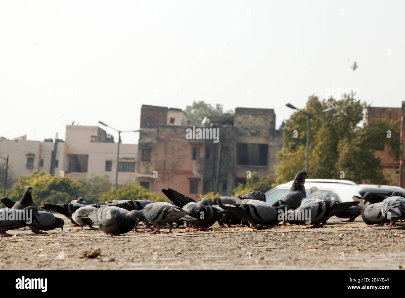 Pegions in the city street, pegions or doves inhabited the city street ...
