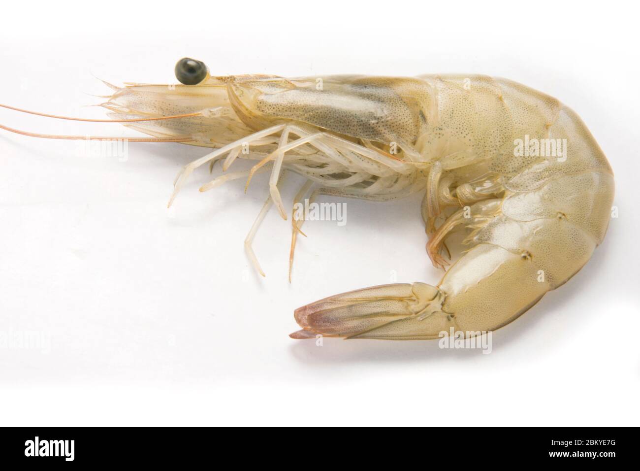 prawn white background Stock Photo - Alamy