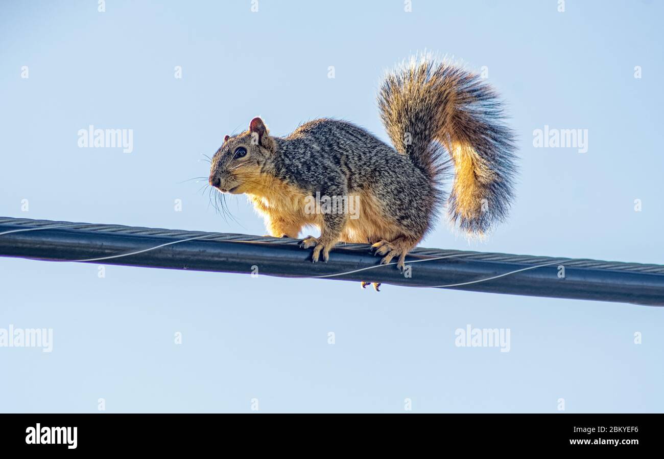 Squirrel walking cable hi-res stock photography and images - Alamy