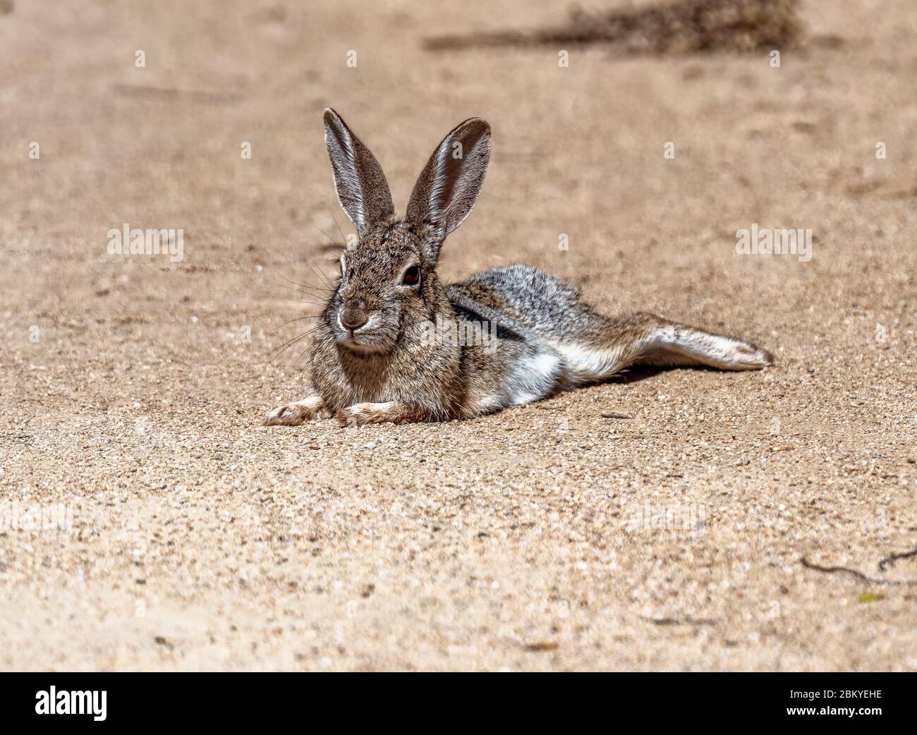 Cottontail rabbit (Sylvilagus) in Sepulveda Wildlife Sanctuary CA USA ...