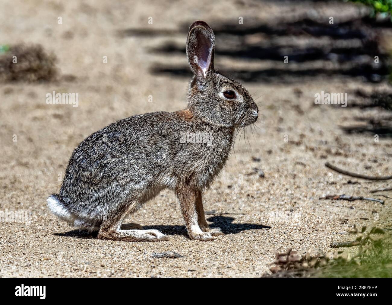 Cottontail rabbit (Sylvilagus) in Sepulveda Wildlife Sanctuary CA USA ...
