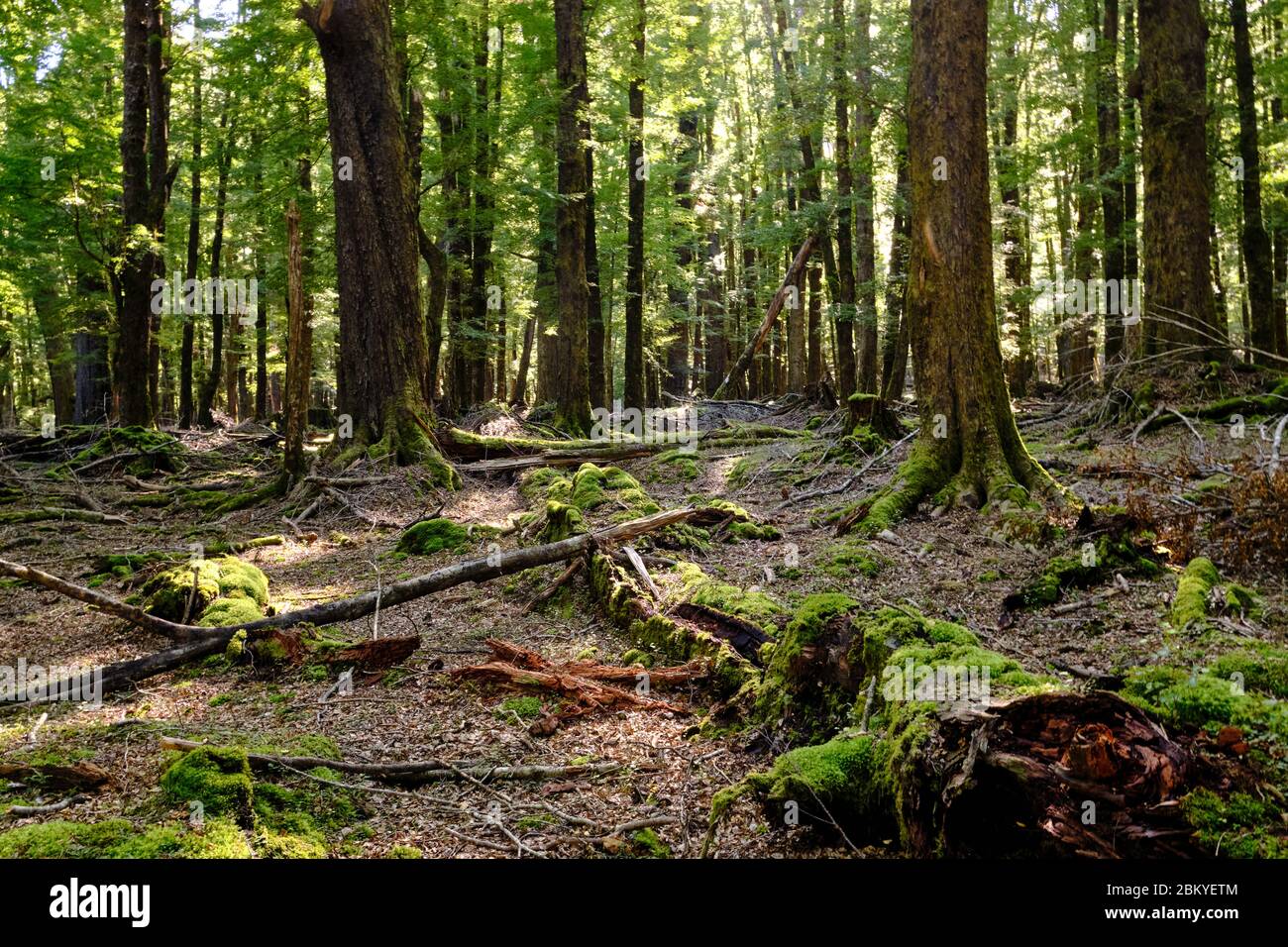 Lothlorien Lord Of The Rings