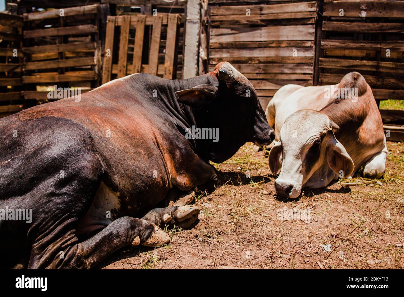 Mexican farmland hi-res stock photography and images - Alamy
