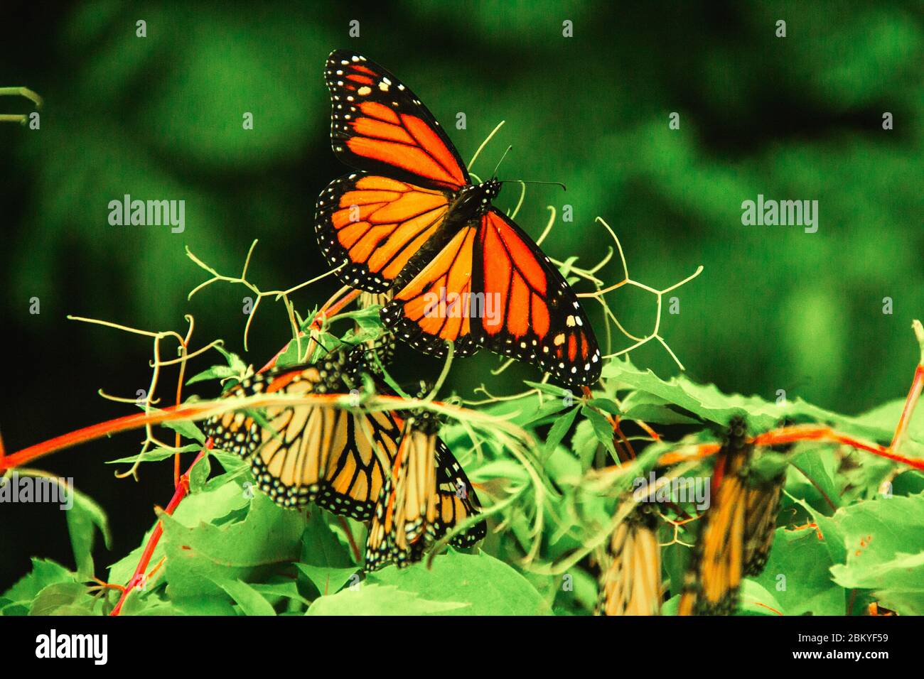 Monarch Butterfly in Michoacan Mexico mexican monarca Stock Photo - Alamy