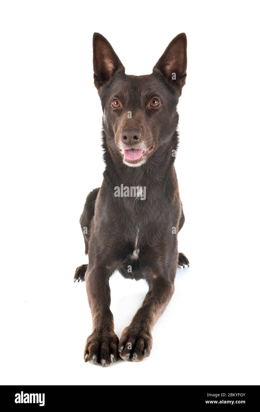 Australian Kelpie in front of white background Stock Photo - Alamy