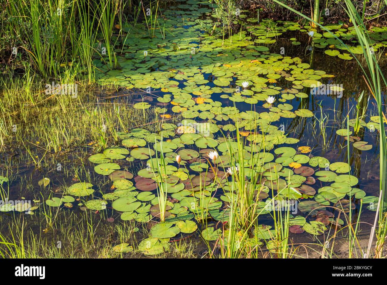 Canadian wetland in summer Stock Photo - Alamy