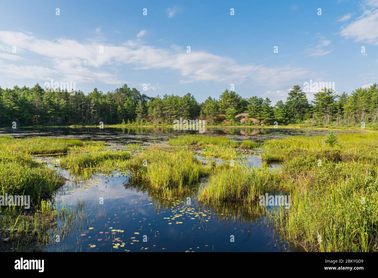 Canadian wetland in summer Stock Photo - Alamy