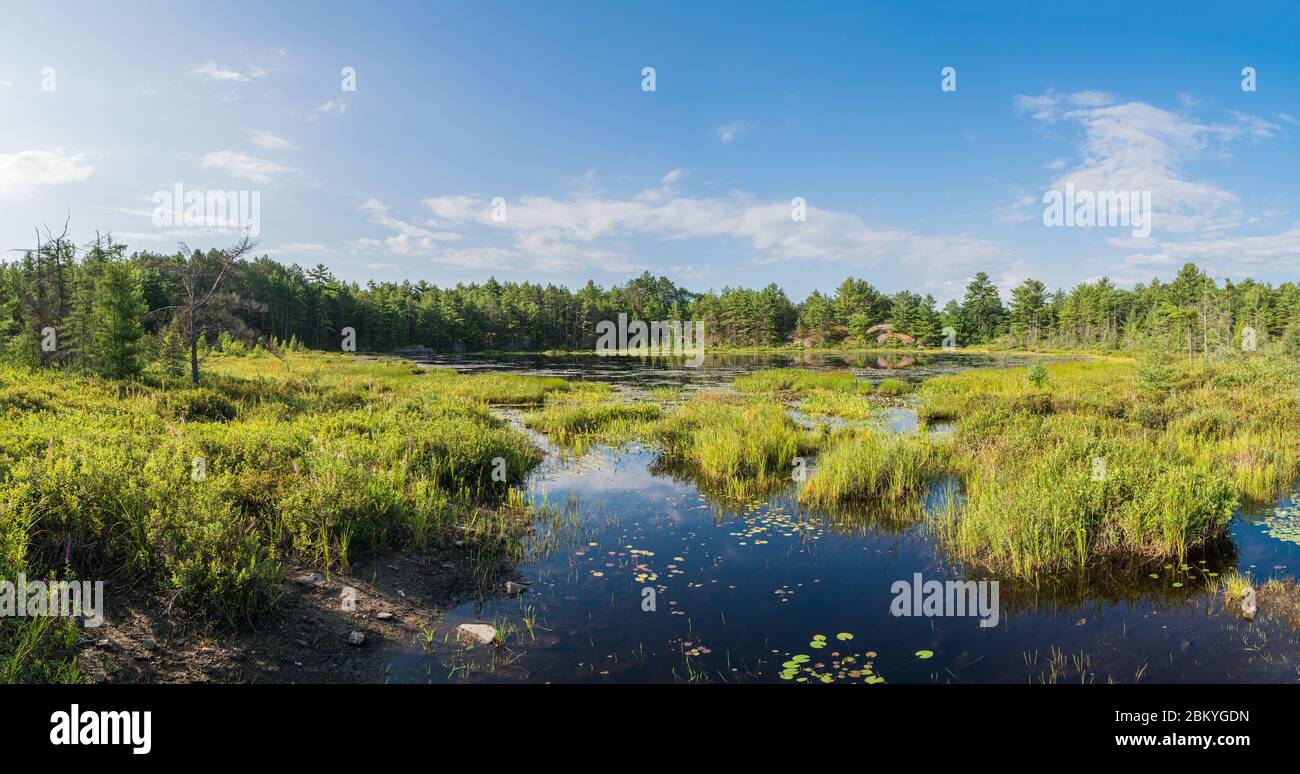 Canadian wetland in summer Stock Photo - Alamy
