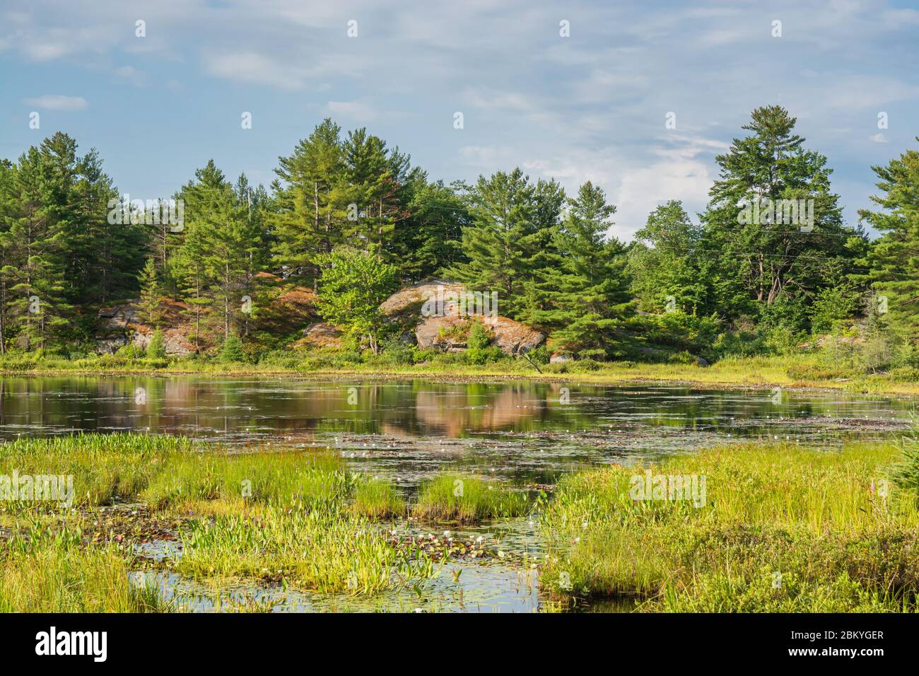 Canadian wetland in summer Stock Photo - Alamy