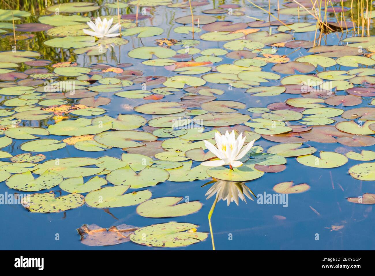 Canadian wetland in summer Stock Photo - Alamy