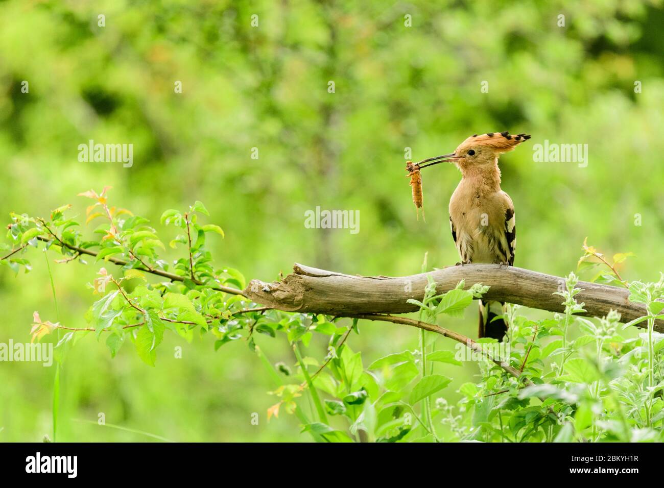 Hoopoe Bird High Resolution Stock Photography and Images - Alamy