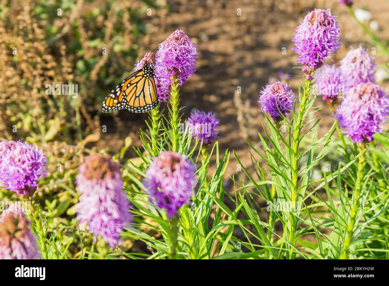 Purple wild flowers and Monarch Stock Photo - Alamy