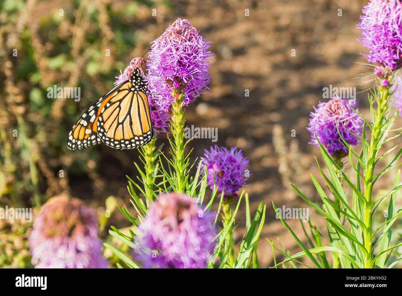 Purple wild flowers and Monarch Stock Photo - Alamy