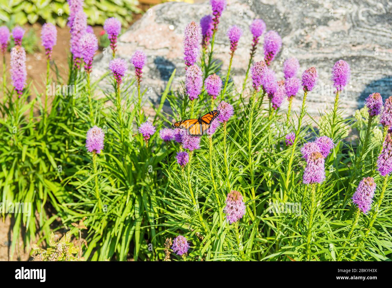 Purple wild flowers and Monarch Stock Photo - Alamy