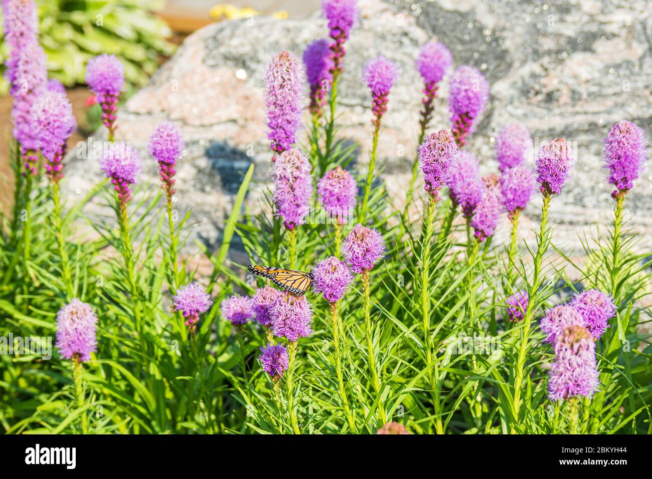Purple wild flowers and Monarch Stock Photo - Alamy