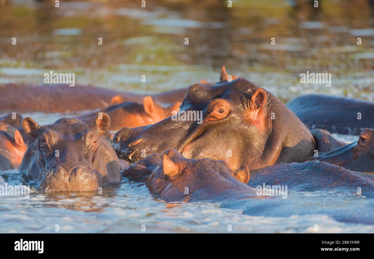 Hippo, Hippopotamus amphibius, Queen Elizabeth National Park, Uganda ...