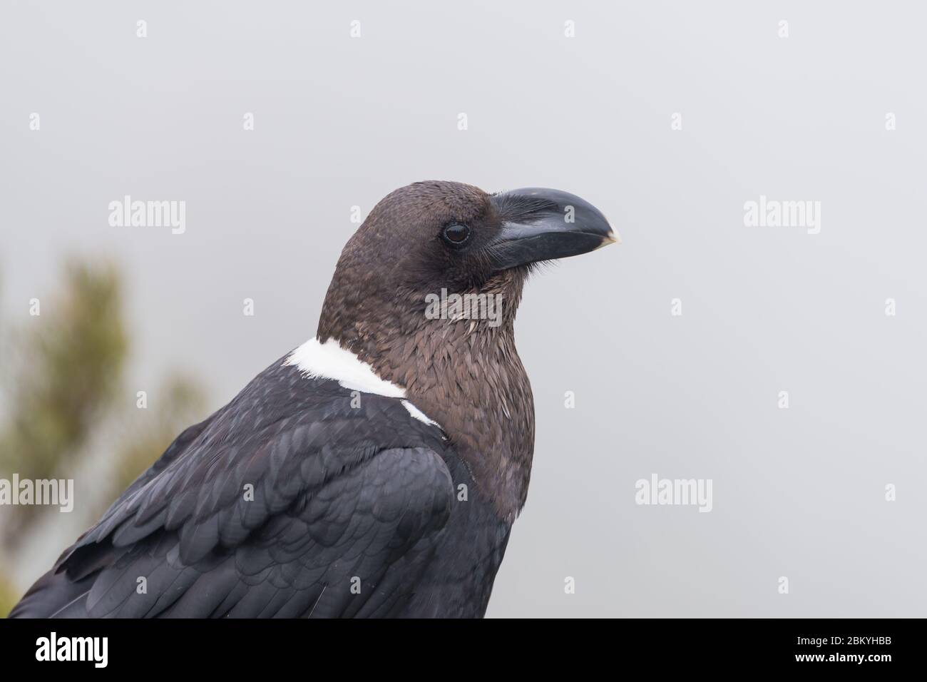 African raven hi-res stock photography and images - Alamy