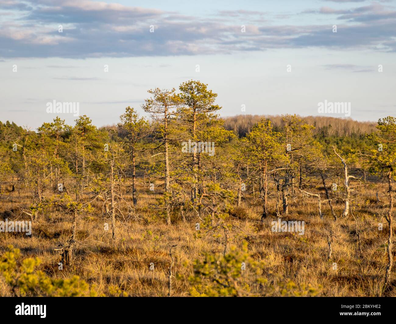wild swamp image with bog vegetation, background image Madiesenu bog ...